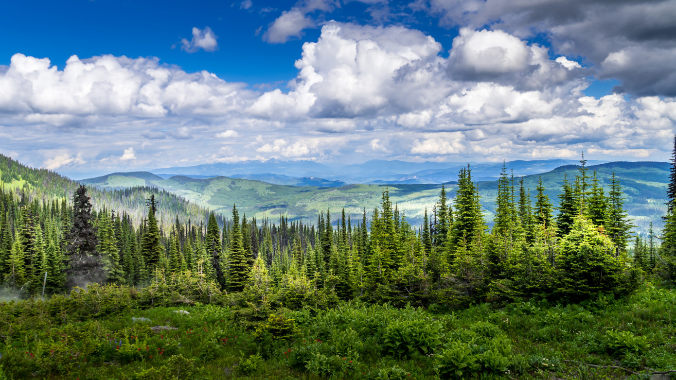 Canfor сalls on BC government to rethink old growth deferral process