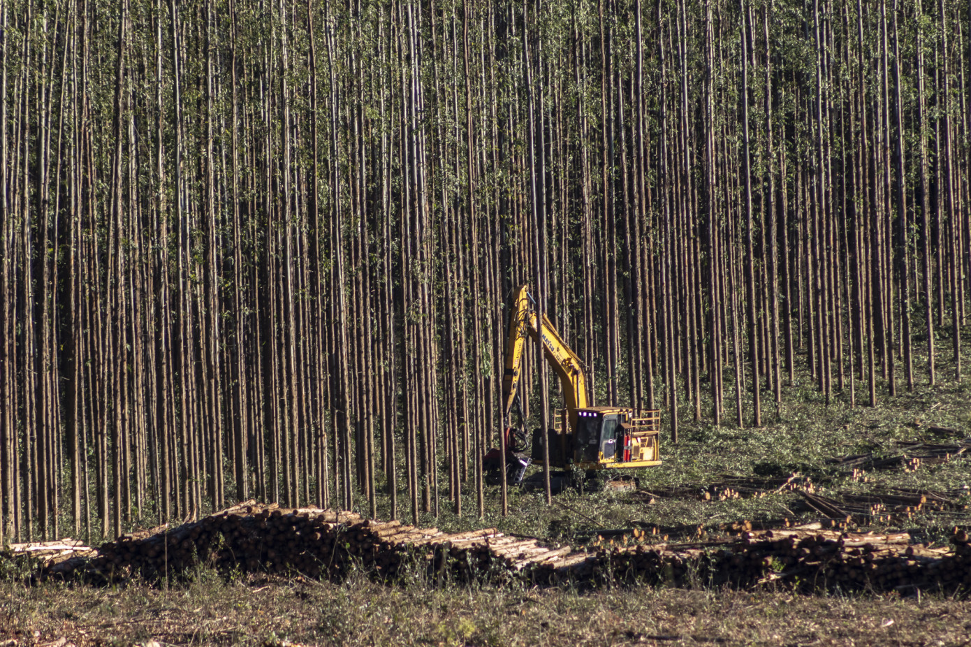 Brazil"s log exports surge in July, boosted by Portugal demand
