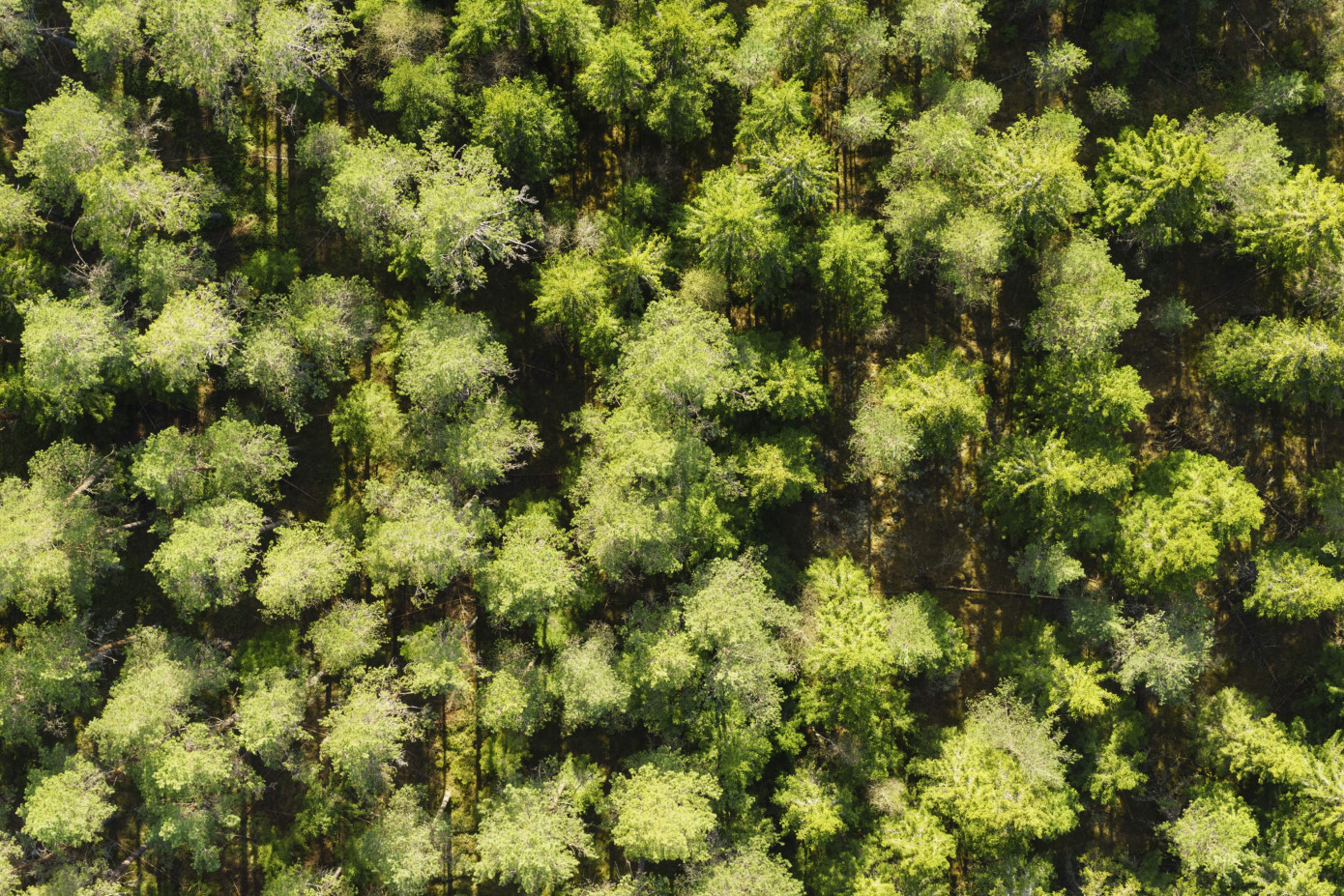 Södra plans to divest 153 thousand hectares of forest holding in the ...