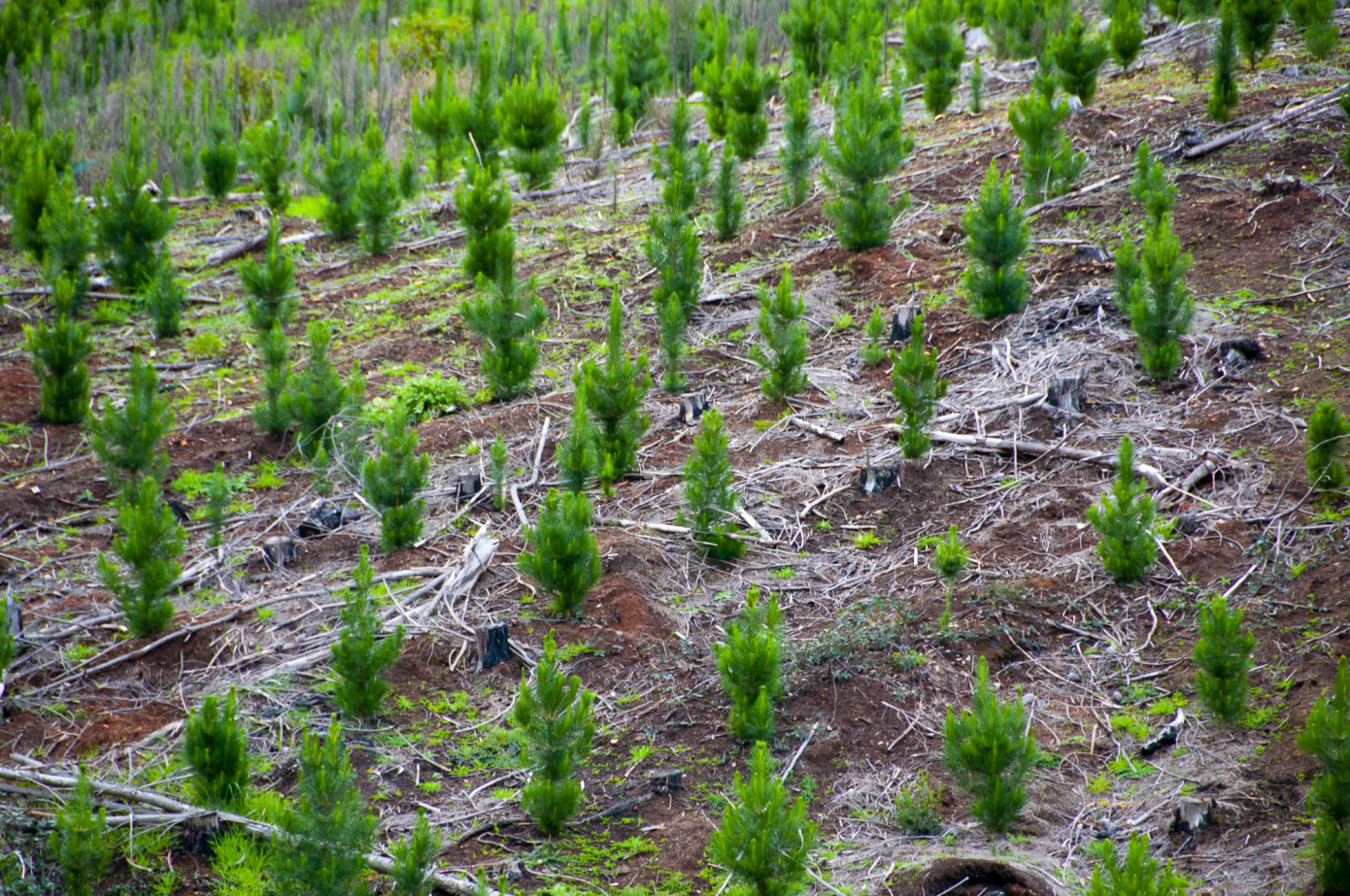 Canada and Atlantic Coastal Action Program launch major reforestation ...