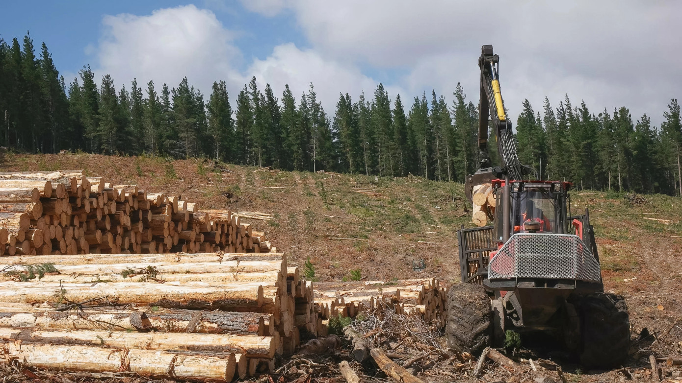 Australian illegal logging laws updated with new compliance measures ...