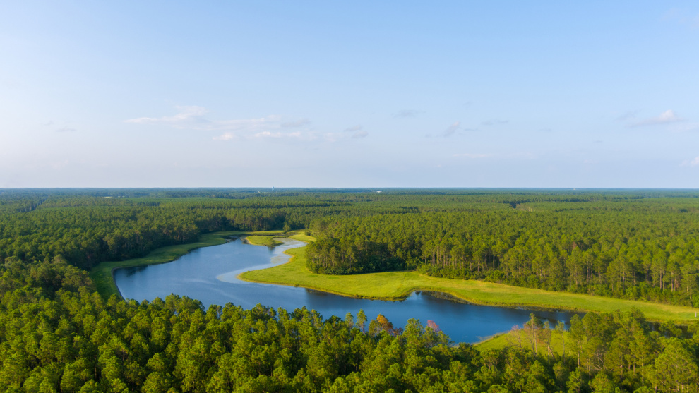 Domain Timber Advisors Acquires 22 000 Acres Of Southeast Timberland