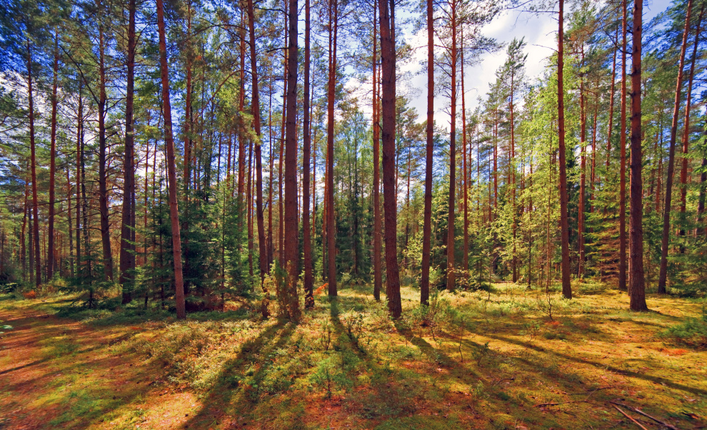 Wood market news and analysis, lumber prices