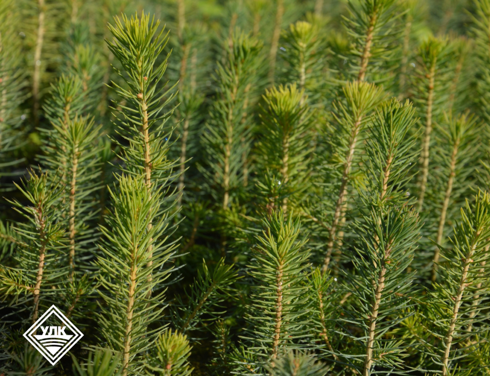 Вельский леспромхоз завершает лесовосстановительные работы