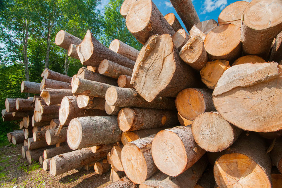 Wood market news and analysis, lumber prices