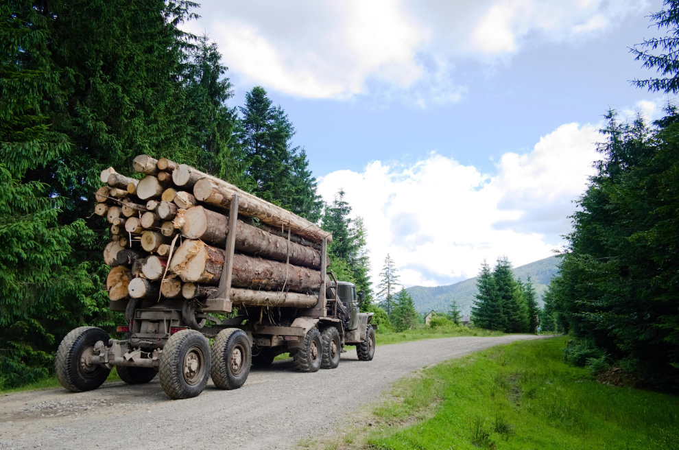 Russia lifts July log production 19% from June, down 6% year-on-year